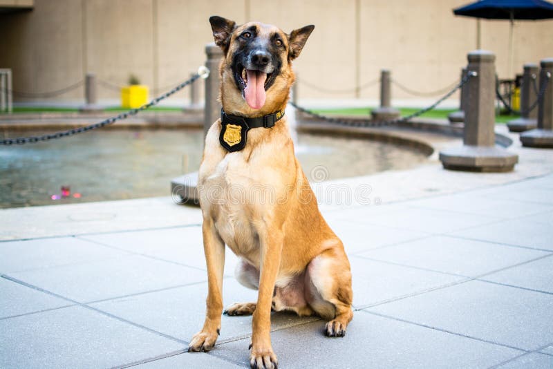 FBI Police K9 Picture. Image: 219225708