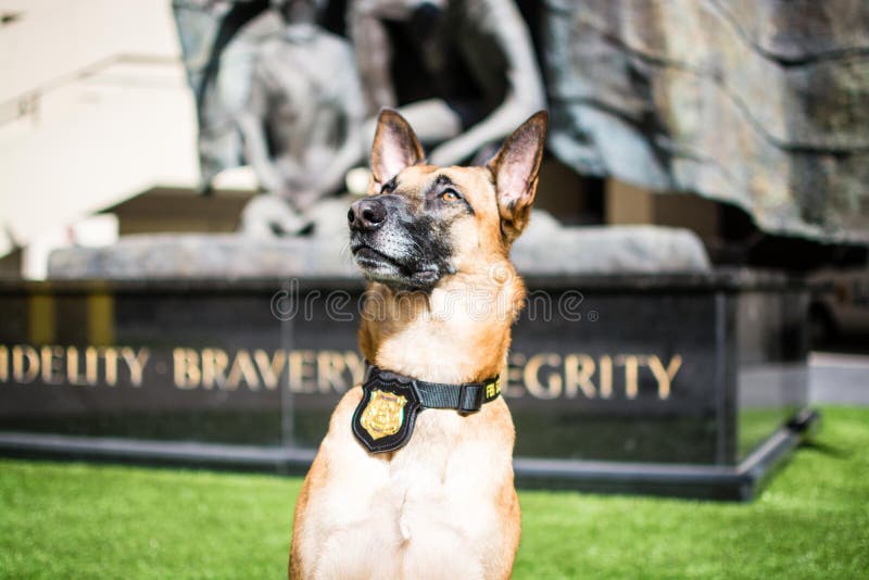 FBI Police K9 Picture. Image: 219225710