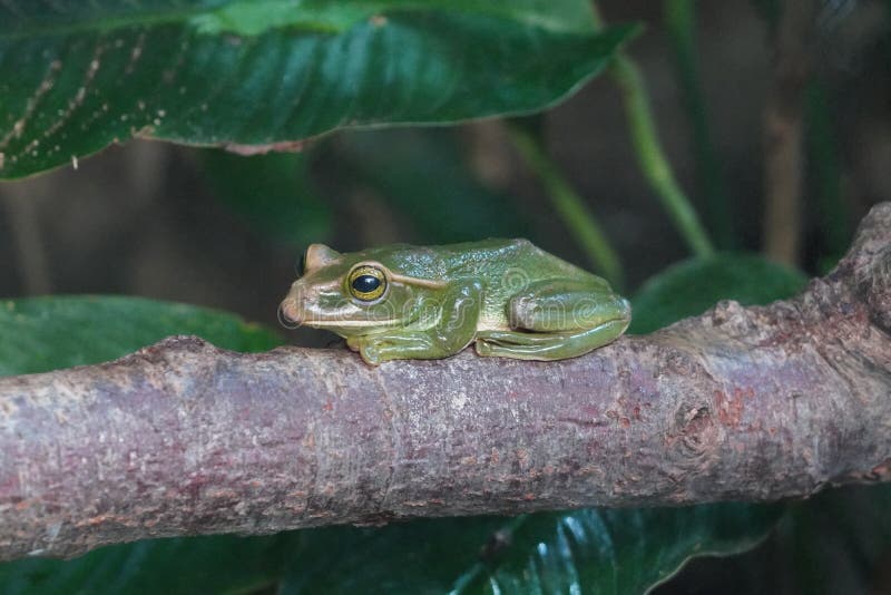 Fea S Flying Tree Frog Looking Out Stock Image - Image of abah ...