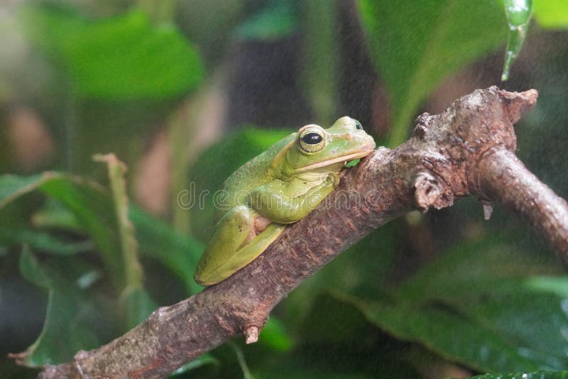 Fea S Flying Tree Frog Looking Out Stock Photo - Image of flying ...