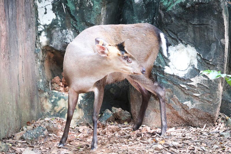 Fea`s Muntjac Standing in the Zoo Stock Image - Image of thailand ...
