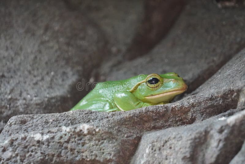 Feaâ€™s Tree Frog Looking Out at the World Stock Image - Image of anura ...