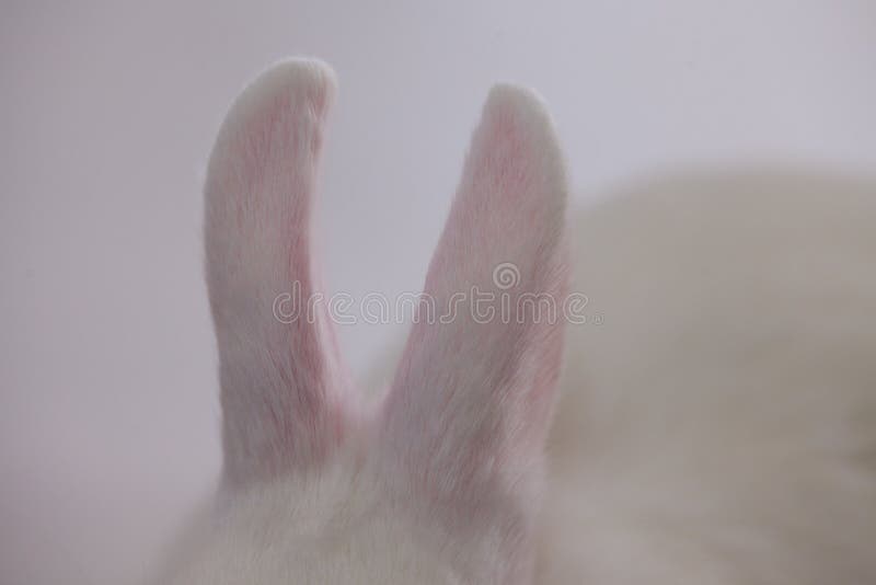 Fear Concept, Little White Rabbit and His Stock Image - Image of coward ...