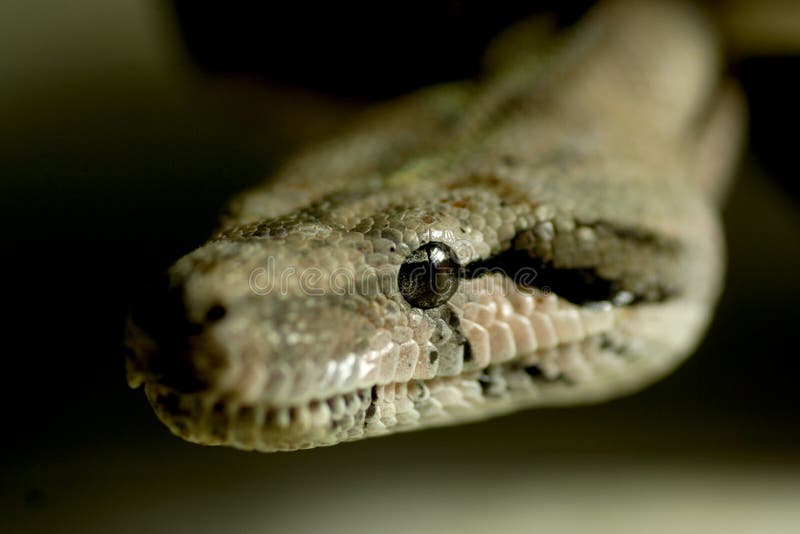Fear the eyes of a snake stock image. Image of eyes, snake - 71953829