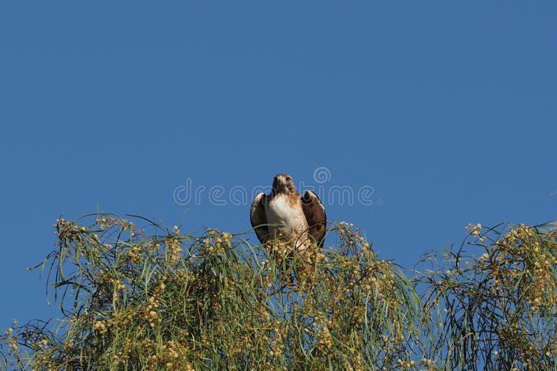 Without Fear stock photo. Image of abstract, vgphotoz - 171722974