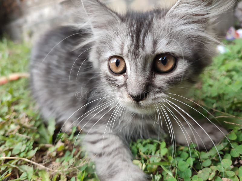 FEARED CAT stock image. Image of kittie, gray, feared - 221170753