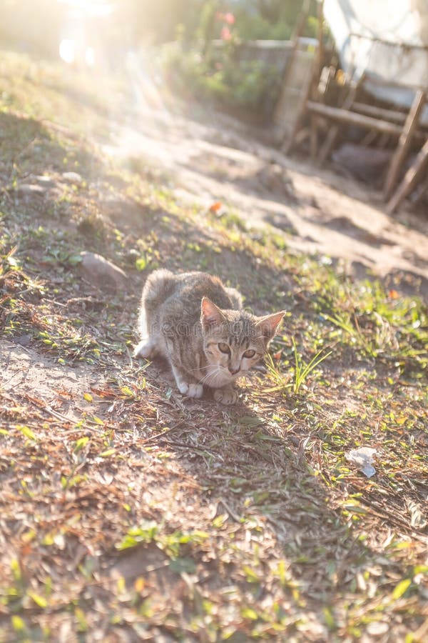Kitten in the sun stock image. Image of feel, late, former - 108814831