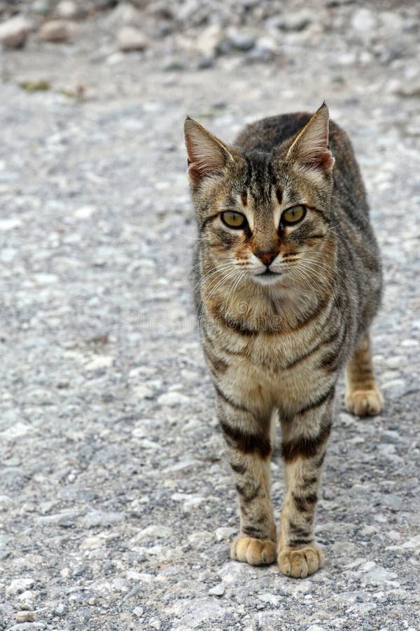 Fearful Little Undernourished Cat on the Road Stock Image - Image of ...