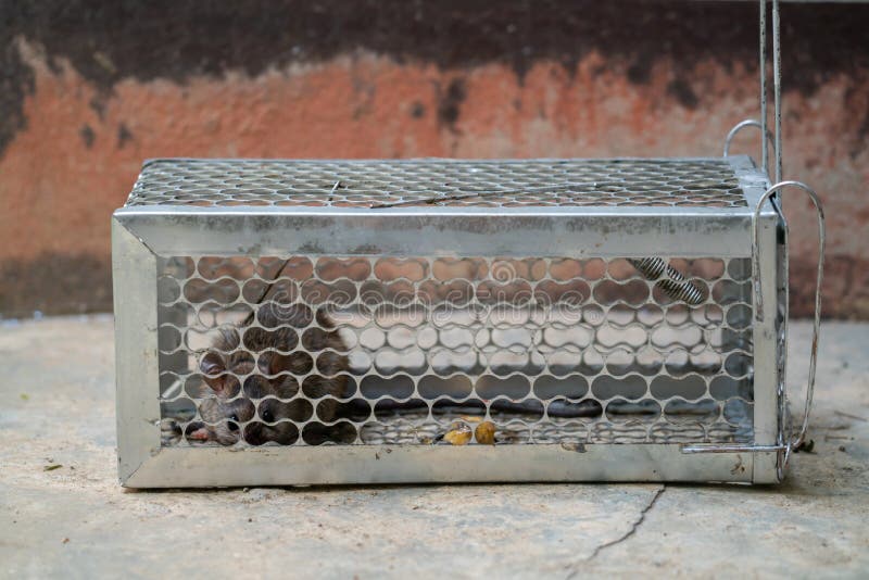 Rat trapped in a cage stock photo. Image of home, fearful - 133311734