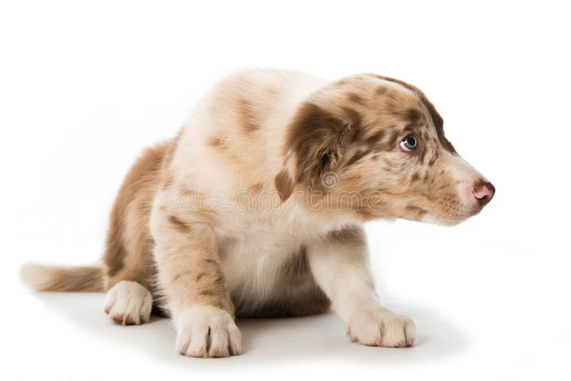 Fearful puppy stock image. Image of small, fearful, merle - 47693657
