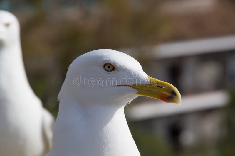 Fearless big bird Seagull stock image. Image of bird - 65518675