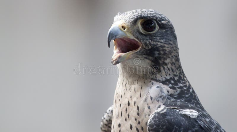 Falcon Open Mouth Stock Photos - Free & Royalty-Free Stock Photos from ...