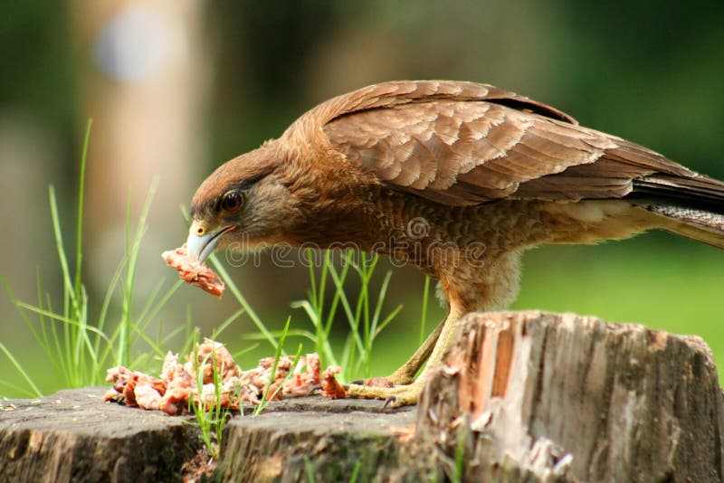 Hawk eat meat stock photo. Image of predator, wild, feather - 54211252