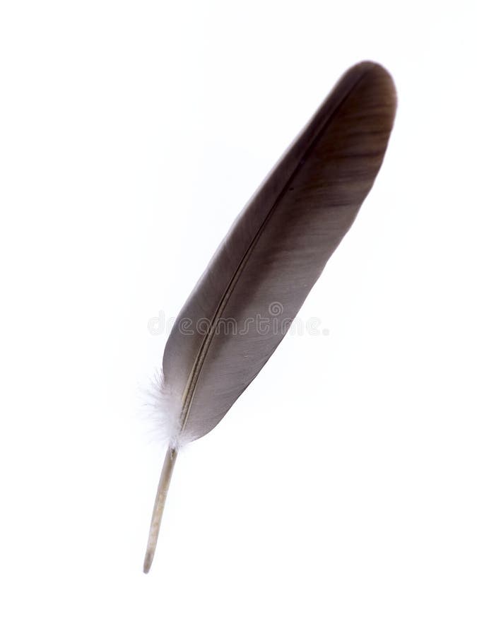 Feather stock photo. Image of soft, macro, background, delicate - 22686