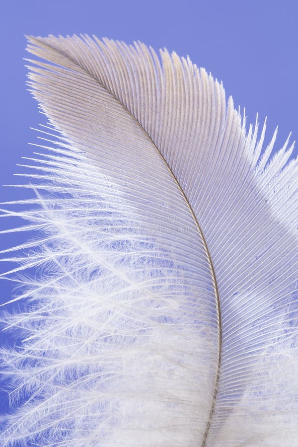 Single feather on white stock photo. Image of writing - 3824072