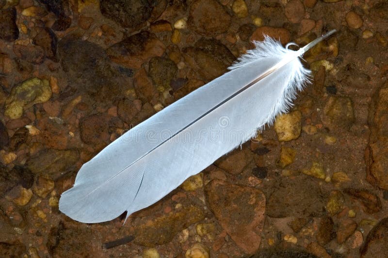 Feather stock image. Image of feather, bird, barbicels - 1136829