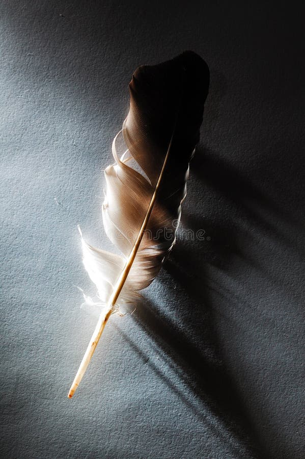 Feather stock photo. Image of wing, isolate, shadow, plumage - 16265786