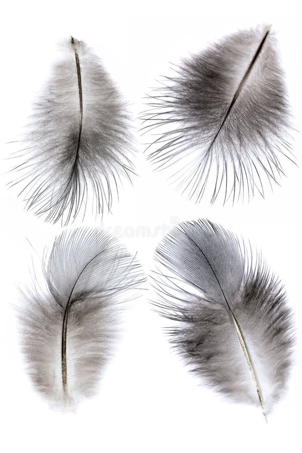 Feather stock image. Image of plumage, feather, isolated - 6186293