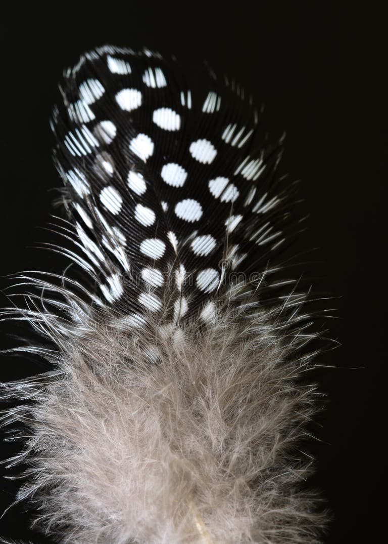 Black Feather Boa Border Stock Photos - Free & Royalty-Free Stock ...