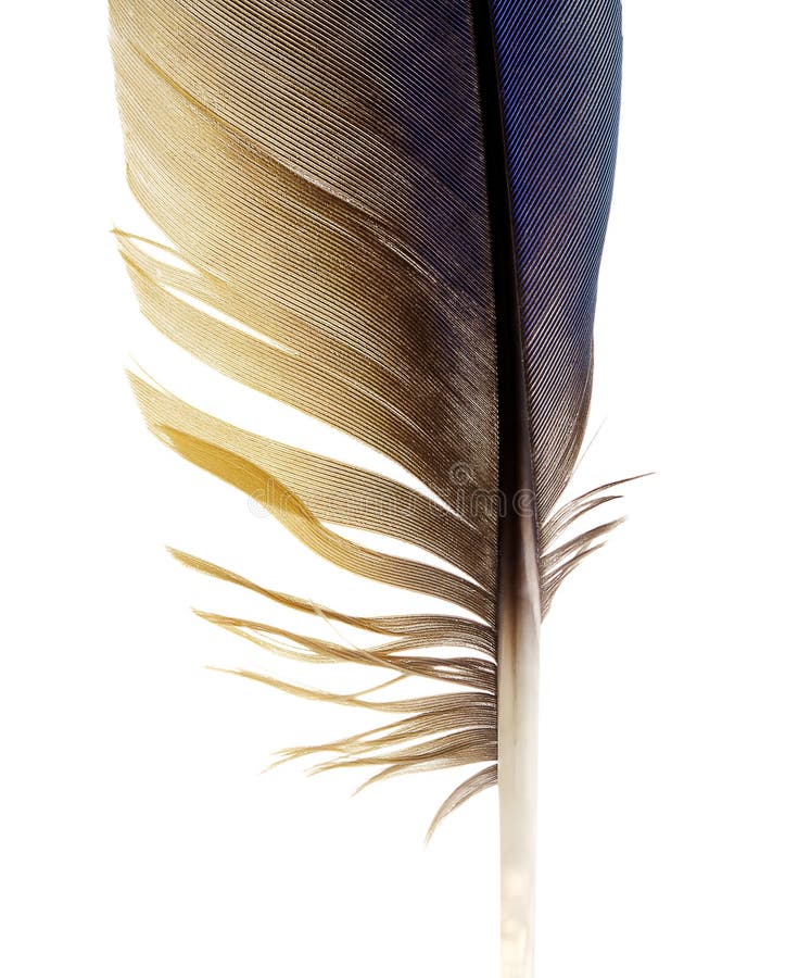 Australia: Three White Cockatoo Feathers Stock Image - Image of white ...