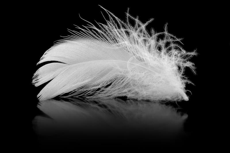 Feather Pen Abstract Colors in the Ink Pot Stock Image - Image of blot ...