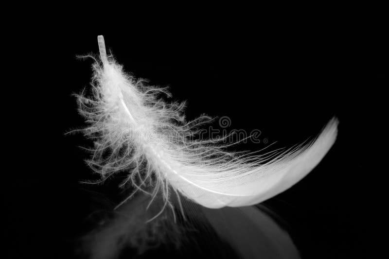 Feather Pen Set Of Abstract Color Stock Photo - Image of feather, white ...