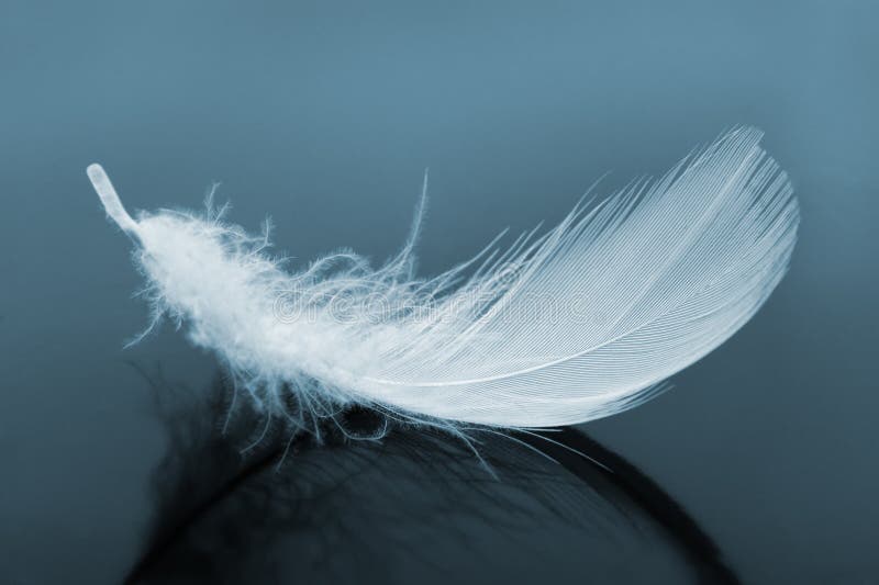 42+ Feather images Free Stock Photos - StockFreeImages