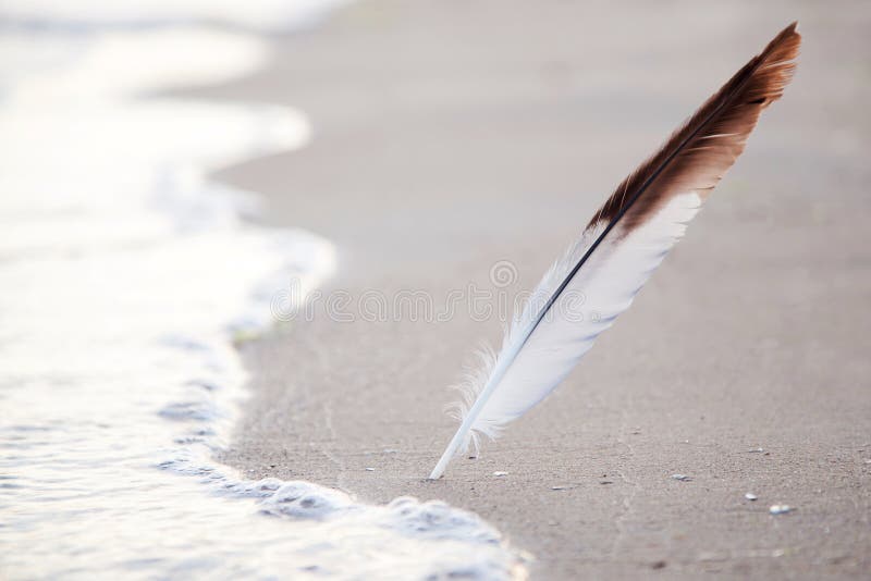 Feather stock photo. Image of natural, isolation, isolated - 239136