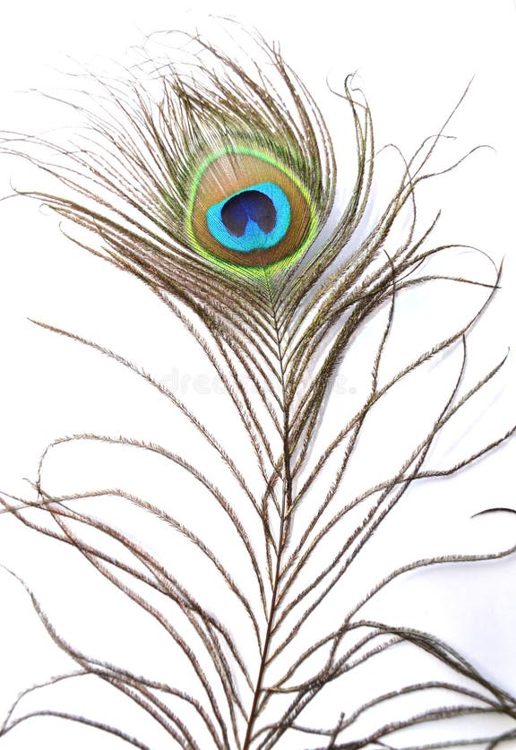 Feather stock image. Image of bird, flow, detail, bright - 25194809