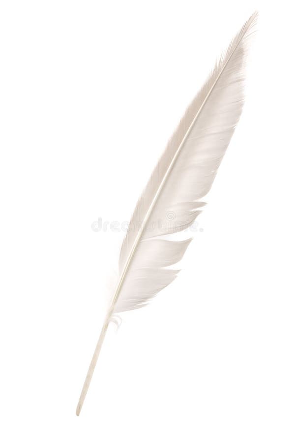 Single feather on white stock image. Image of macro, float - 8980509