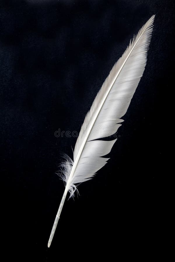 Feather stock image. Image of nature, duck, bird, feather - 14098715