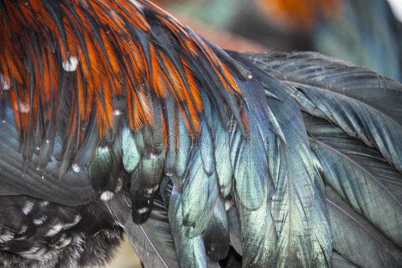 Feather stock image. Image of plumage, closeup, brown - 28008355