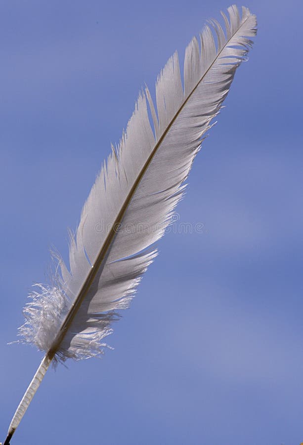 Feather Free Stock Photos & Pictures, Feather Royalty-Free and Public ...