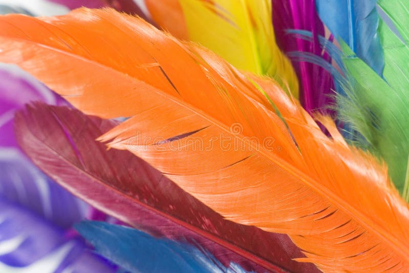 Unique feather stock photo. Image of competition, feather - 12859772