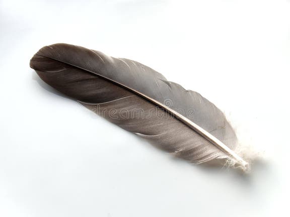 Feather stock image. Image of shaft, vanes, plumage, feather - 358287