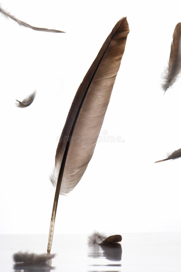 Falling feather stock photo. Image of background, moment - 3779572