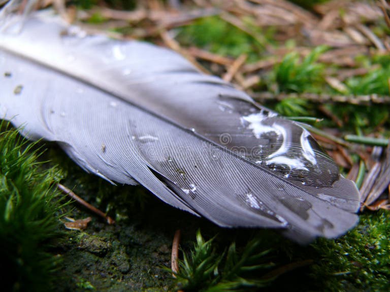 Feather Free Stock Photos & Pictures, Feather Royalty-Free and Public ...