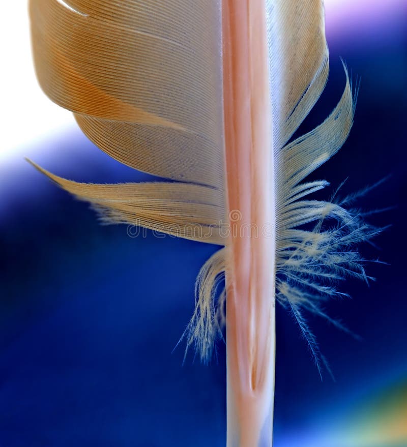 Native American Blue Feather Textures Stock Photo - Image of bird ...
