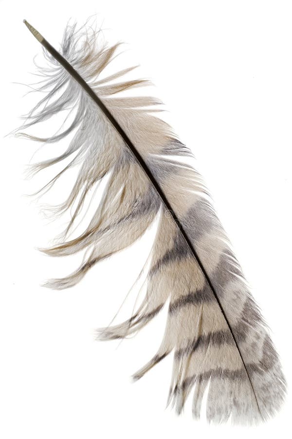 Feather stock image. Image of detail, macro, plume, plumage - 687077
