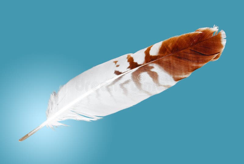 Feather stock photo. Image of bird, duck, ornithologist - 6041878