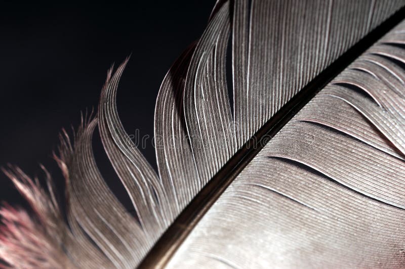 Feather Free Stock Photos & Pictures, Feather Royalty-Free and Public ...