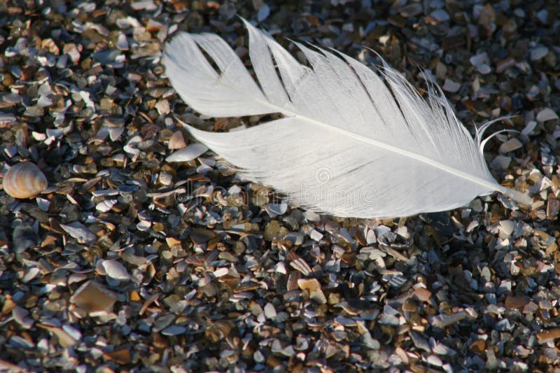 Feather in the wind stock image. Image of pond, feather - 149836311