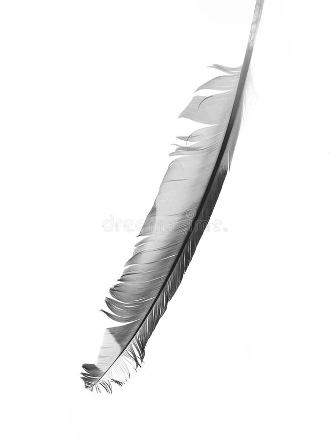 Feather stock image. Image of animal, structure, close - 6453387