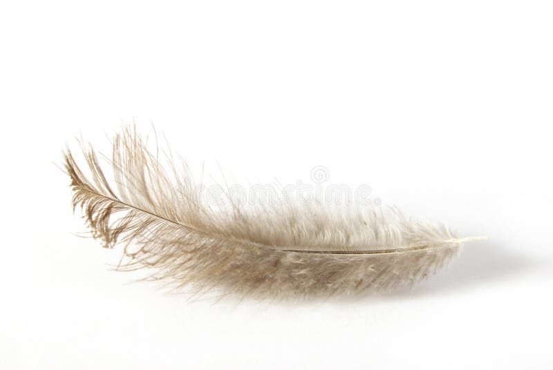 Feather Free Stock Photos & Pictures, Feather Royalty-Free and Public ...