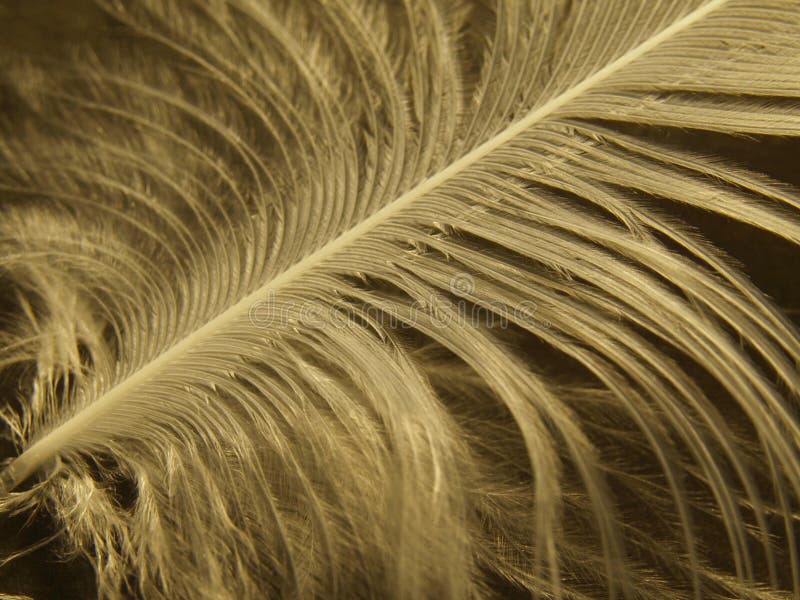 Feather stock image. Image of lift, white, light, fragile - 7399831