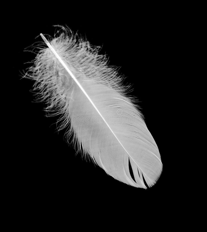 Australia: Three White Cockatoo Feathers Stock Image - Image of white ...