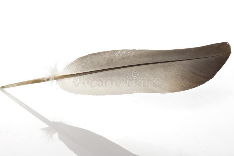 Feather Pen Set of Abstract Color Stock Photo - Image of feather, white ...