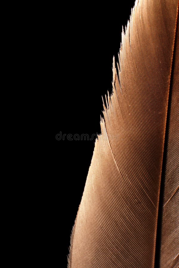 Eagle Feather Quill with Copy-Space Stock Photo - Image of rays, quill ...