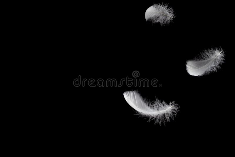 Light Fluffy a White Feathers Floating in the Air, Black or Dark ...