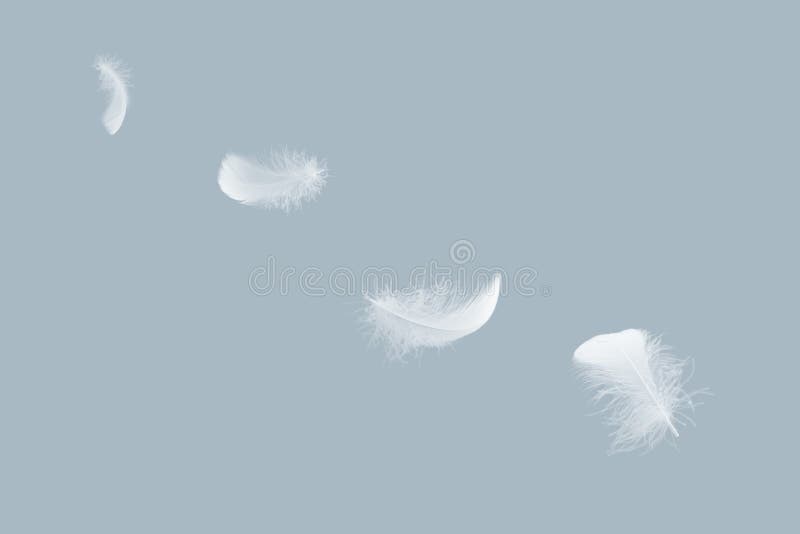 Light Fluffy a White Feathers Floating in the Air. Stock Image - Image ...